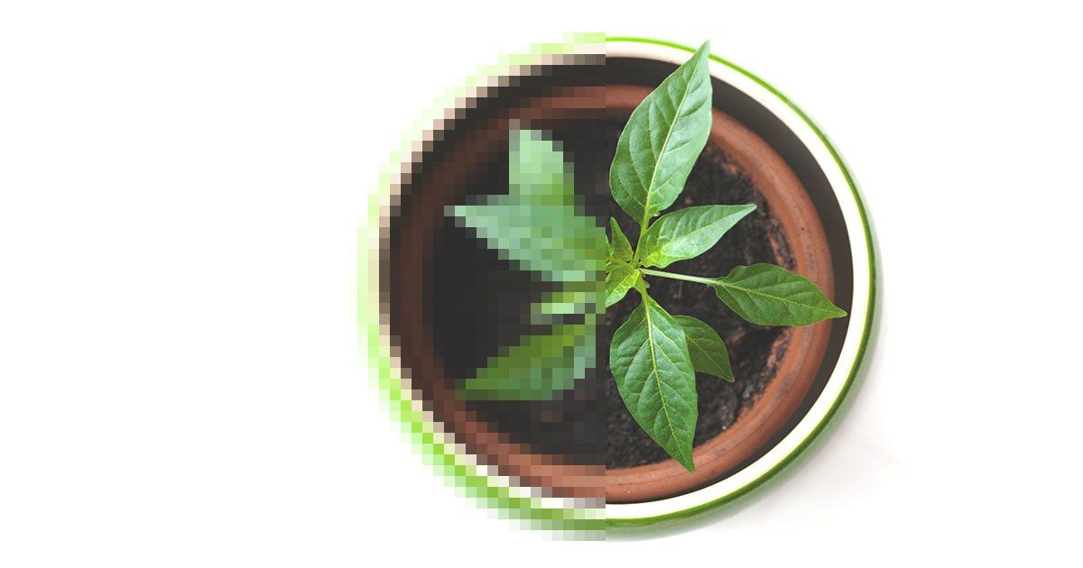 How to Create a Strong Visual Brand on Social Media | Harvest Media